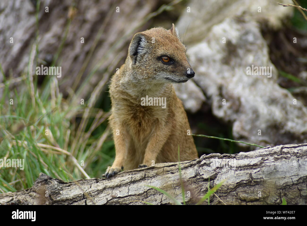 Yellow weasel close up portrait Stock Photo - Alamy