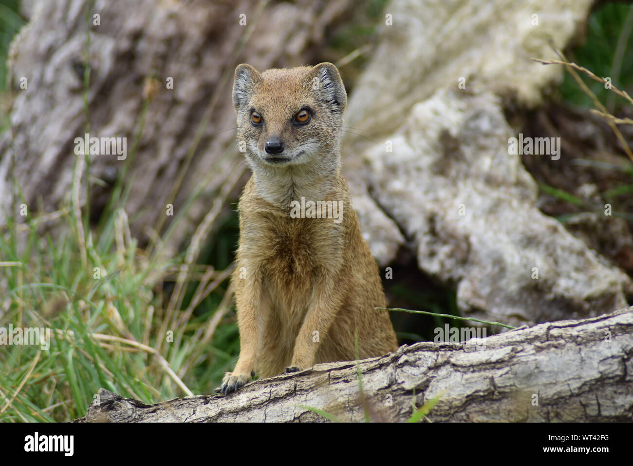 Yellow weasel close up portrait Stock Photo - Alamy