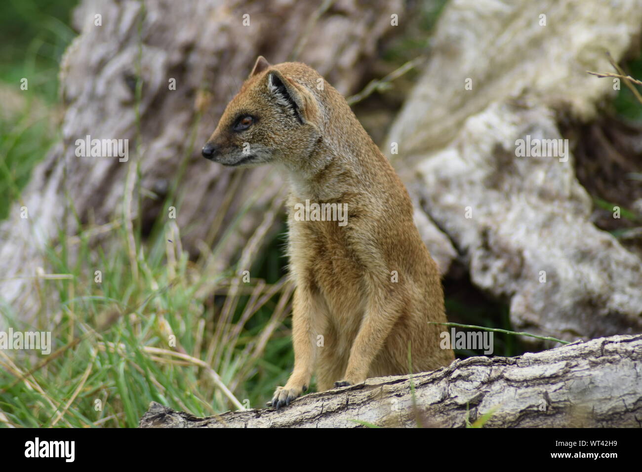 Yellow weasel close up portrait Stock Photo - Alamy