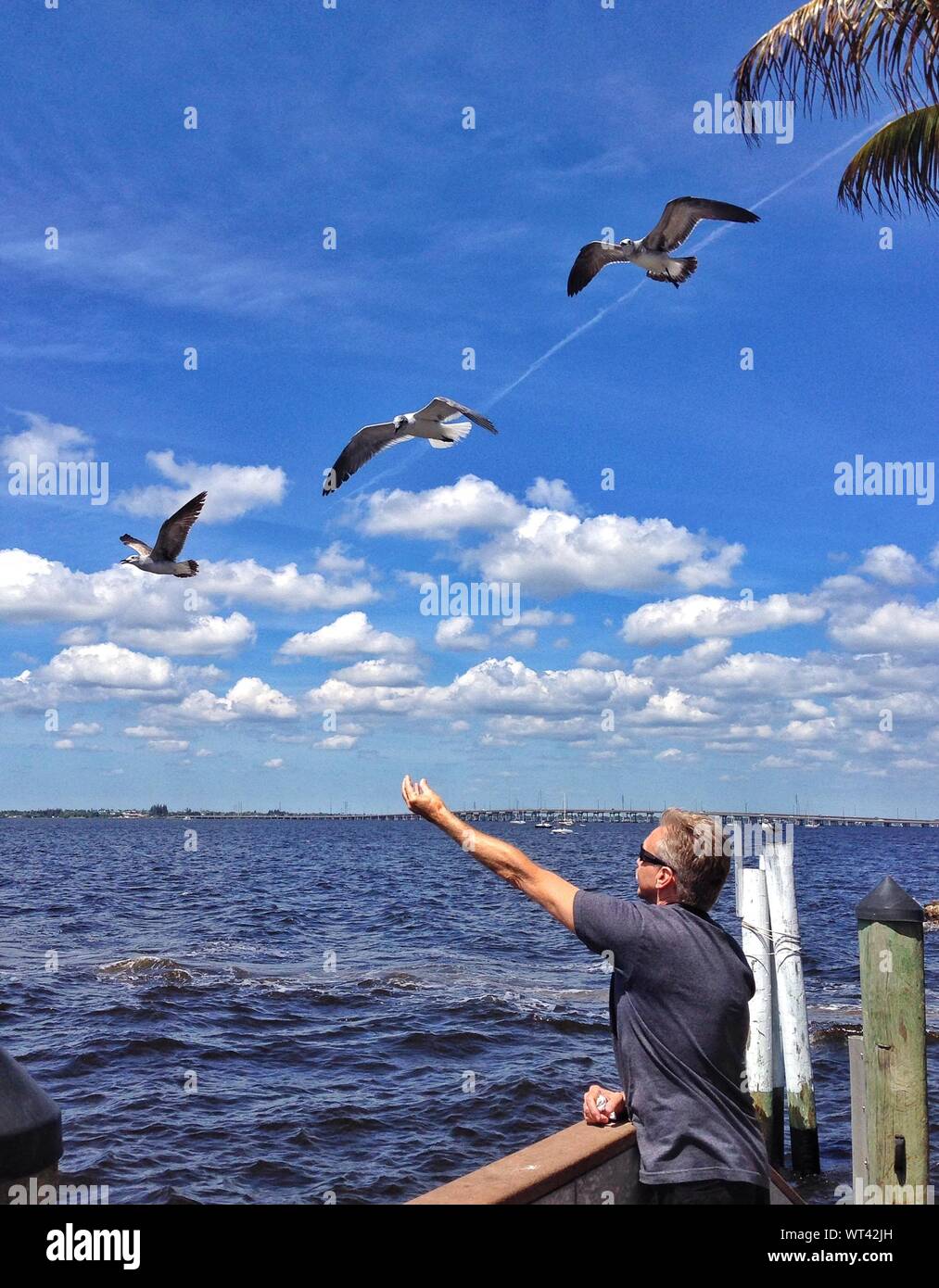 Man feeding seagulls hi-res stock photography and images - Alamy