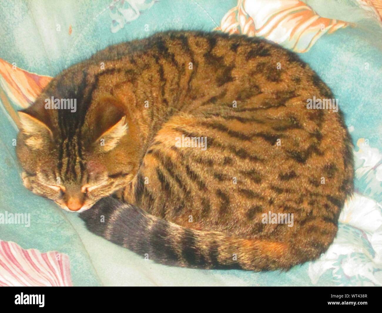 Tabby cat napping hi-res stock photography and images - Alamy