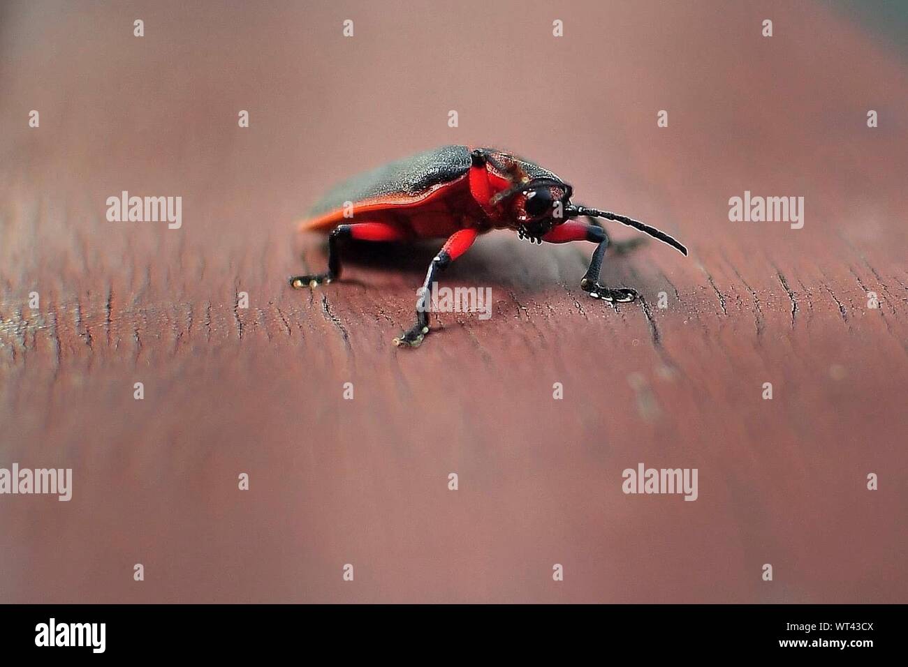 Wooden beetle hi-res stock photography and images - Alamy