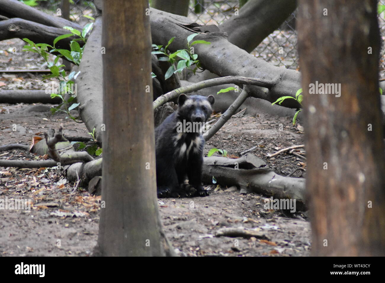 Adult wolverine hi-res stock photography and images - Alamy