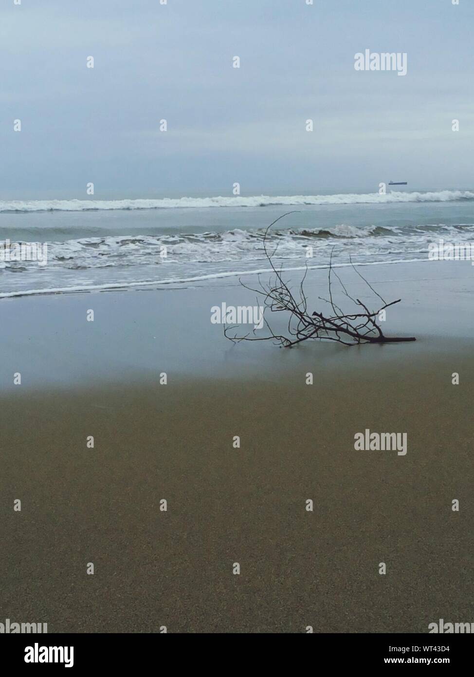 Tree branch beach hi-res stock photography and images - Alamy