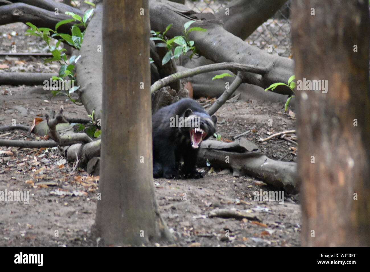 Skunk teeth hi-res stock photography and images - Alamy