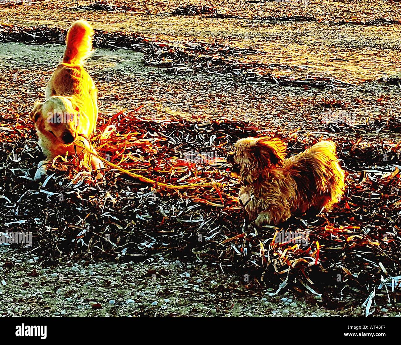 Dog pulling leash hi-res stock photography and images - Alamy