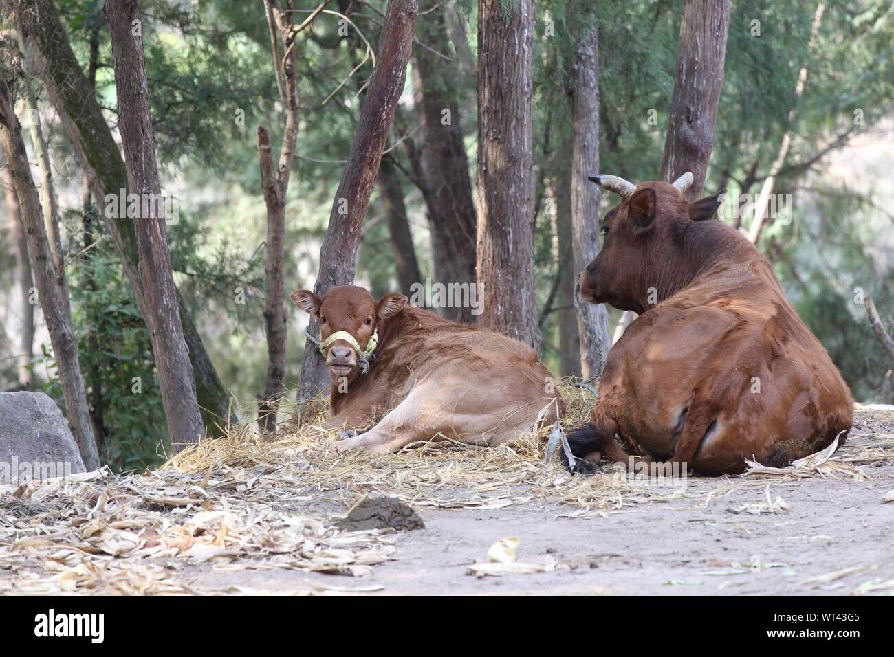 Sitting cows hi-res stock photography and images - Alamy