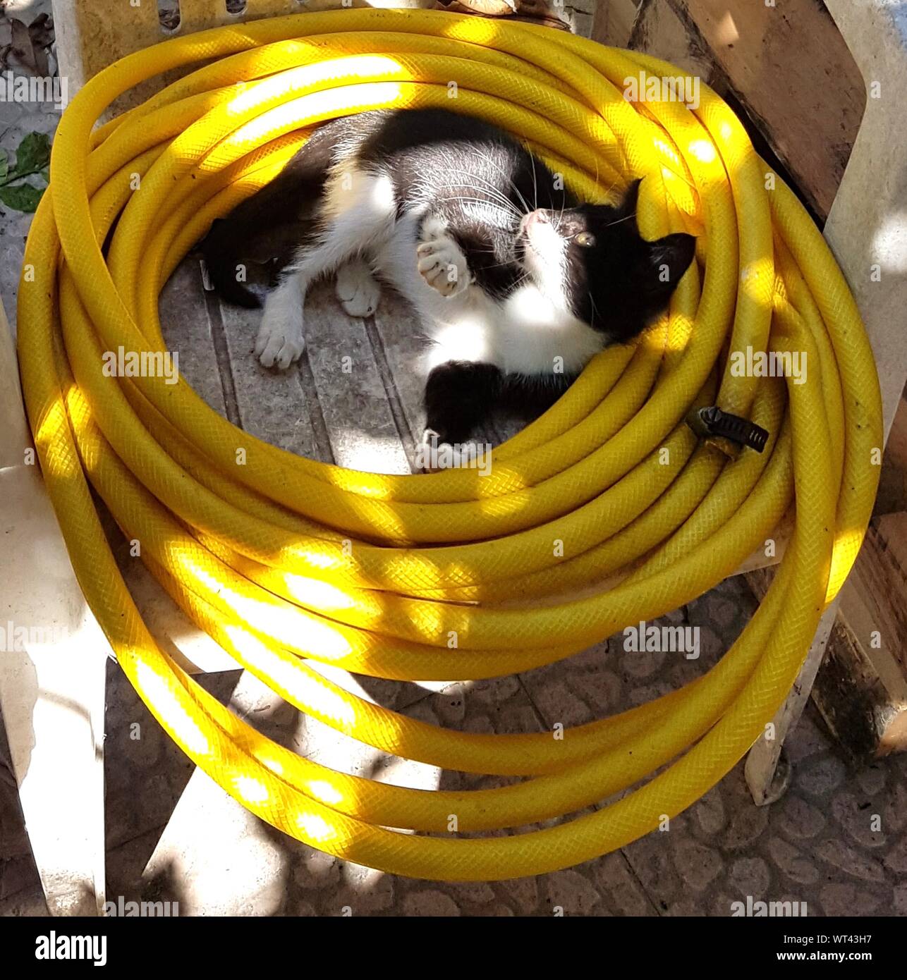 Cat tail wrapped hi-res stock photography and images - Alamy