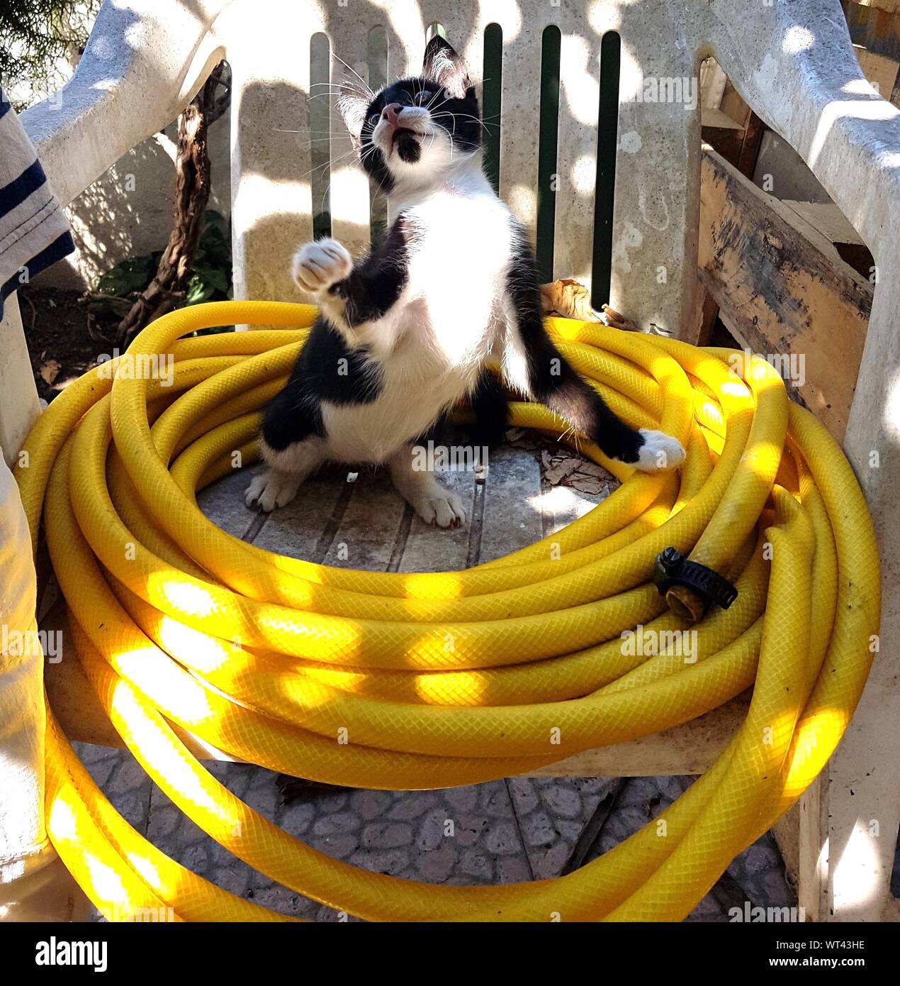 the black and white cat wrapped in a hose to water Stock Photo - Alamy