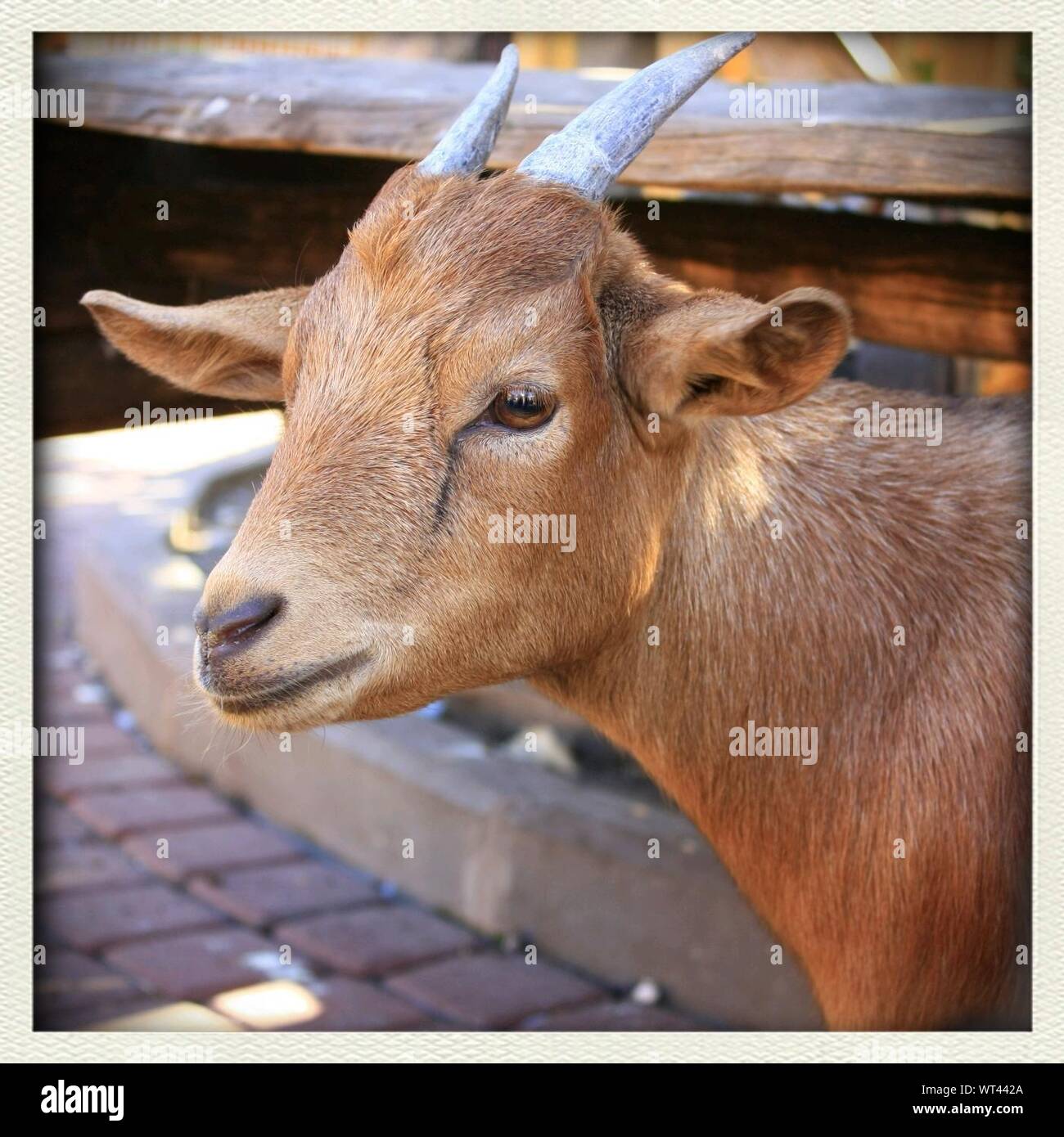 Goat side profile hi-res stock photography and images - Alamy