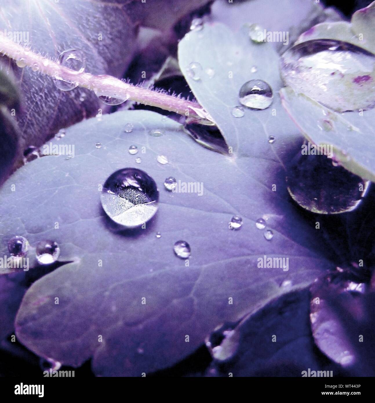 Purple drops hi-res stock photography and images - Alamy