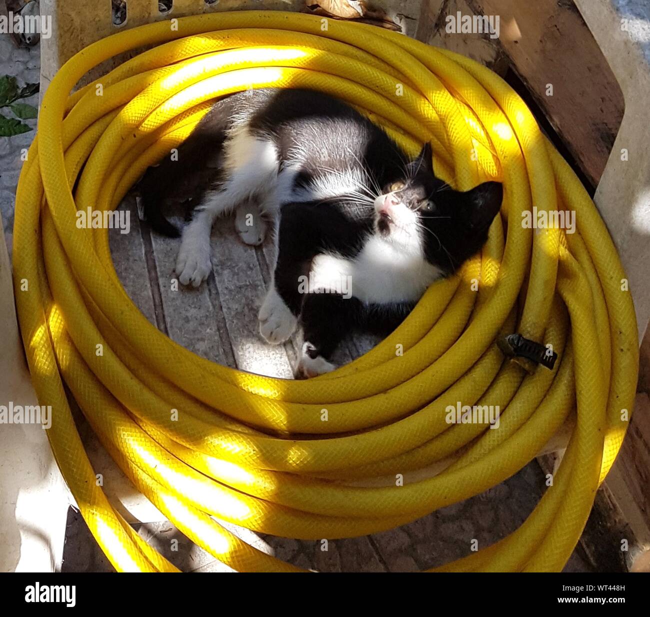 the black and white cat wrapped in a hose to water Stock Photo - Alamy