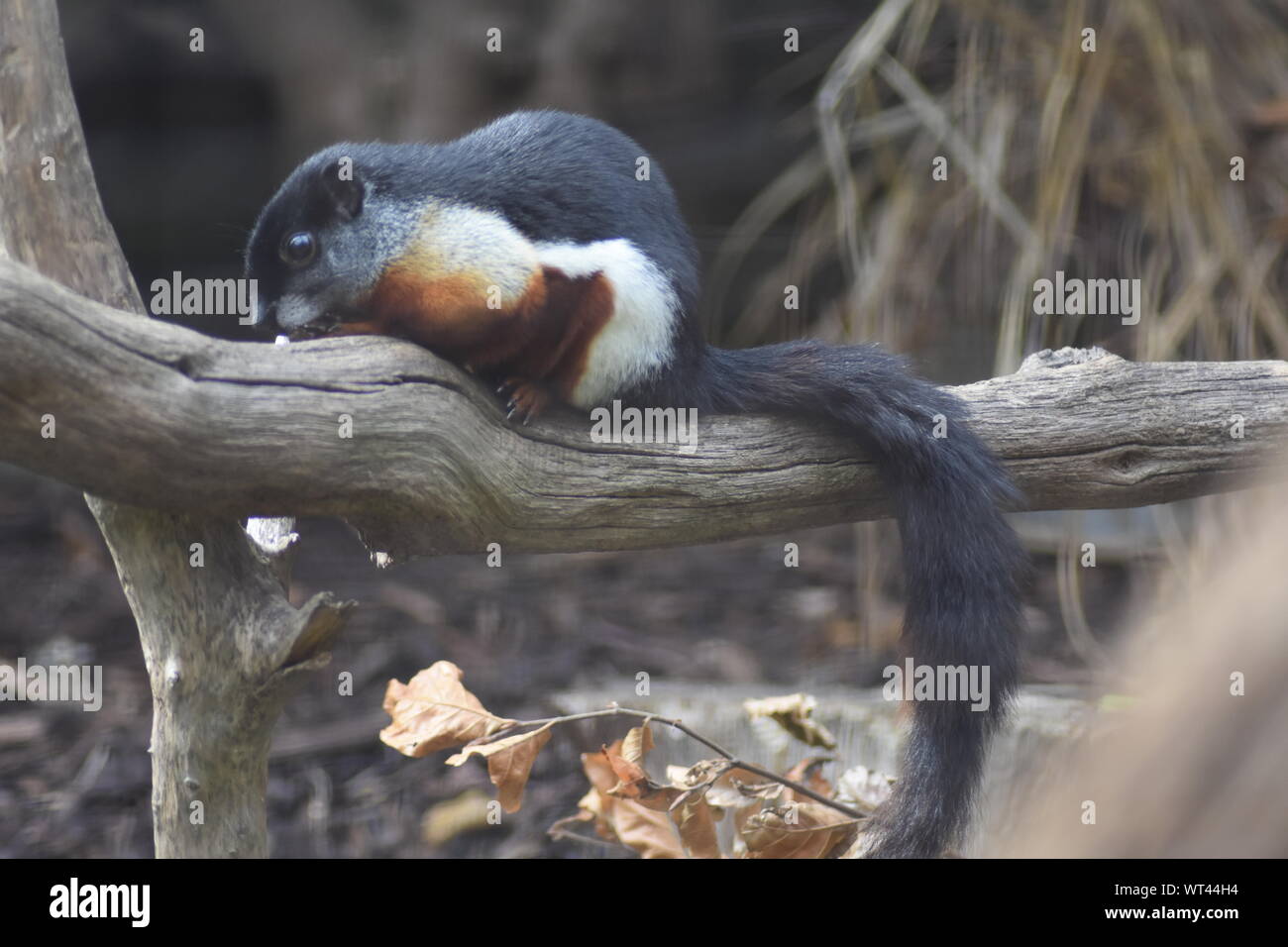 Prevosts squirrel callosciurus prevostii hi-res stock photography and ...