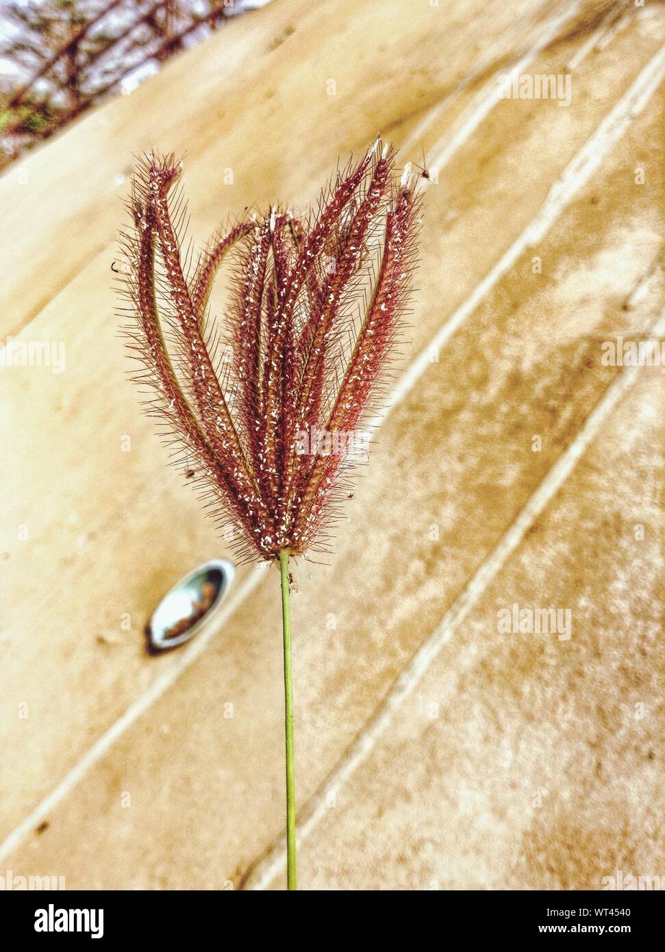 Plant uncultivated hi-res stock photography and images - Alamy