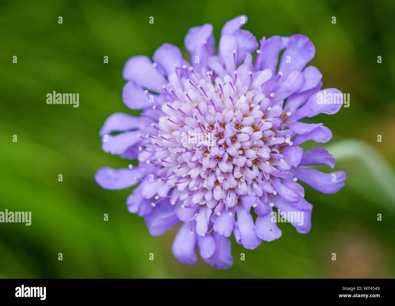 Scabiosa butterfly blue hi-res stock photography and images - Alamy