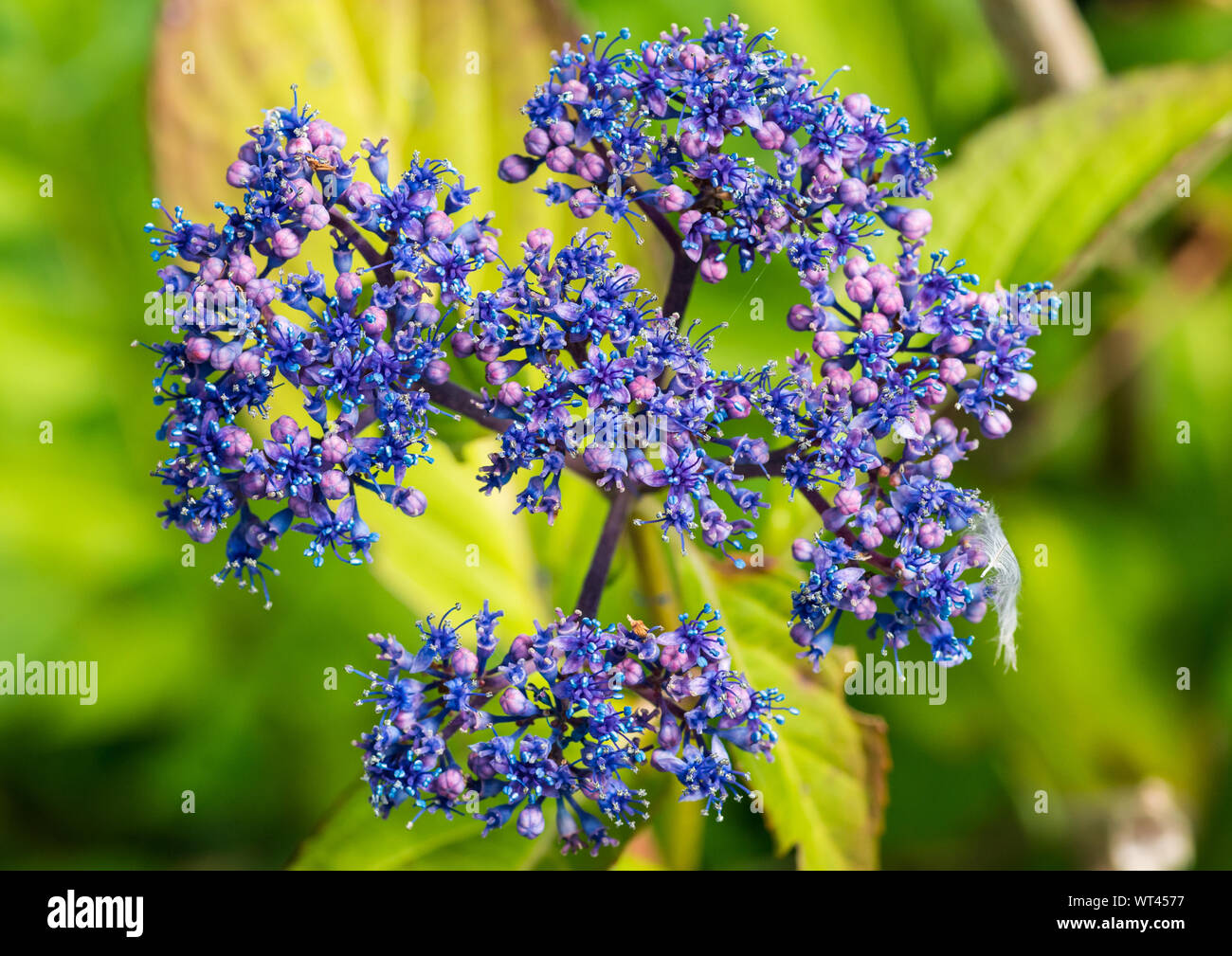 A macro shot of the blue coloured blooms of a lacecap hydrangea bush ...