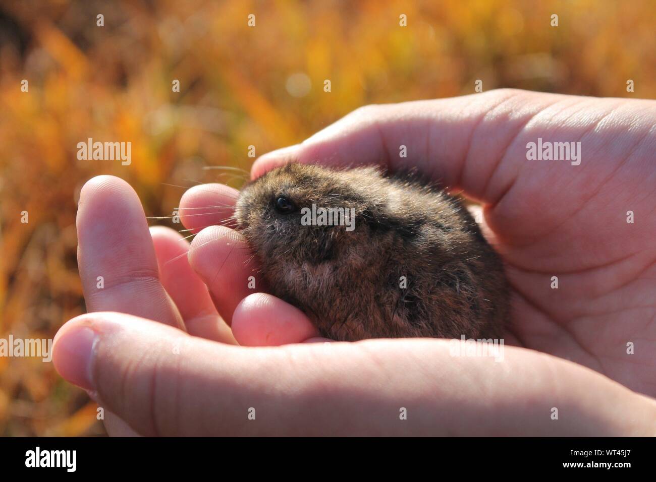 Hoglet High Resolution Stock Photography and Images - Alamy