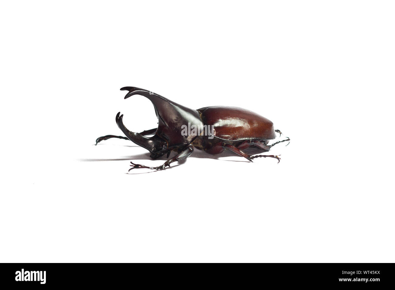 Insect Cut Out Stock Images & Pictures - Alamy