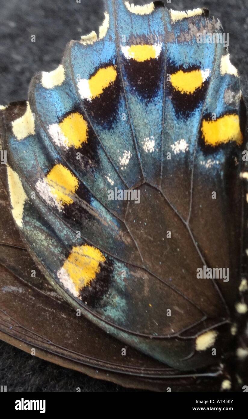 Close up of butterfly wing hi-res stock photography and images - Alamy