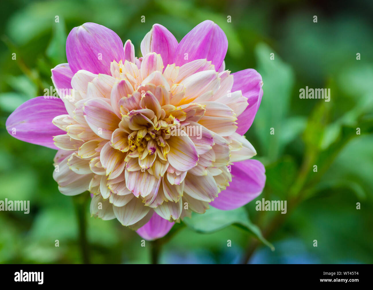 Dahlia Take Off High Resolution Stock Photography and Images - Alamy