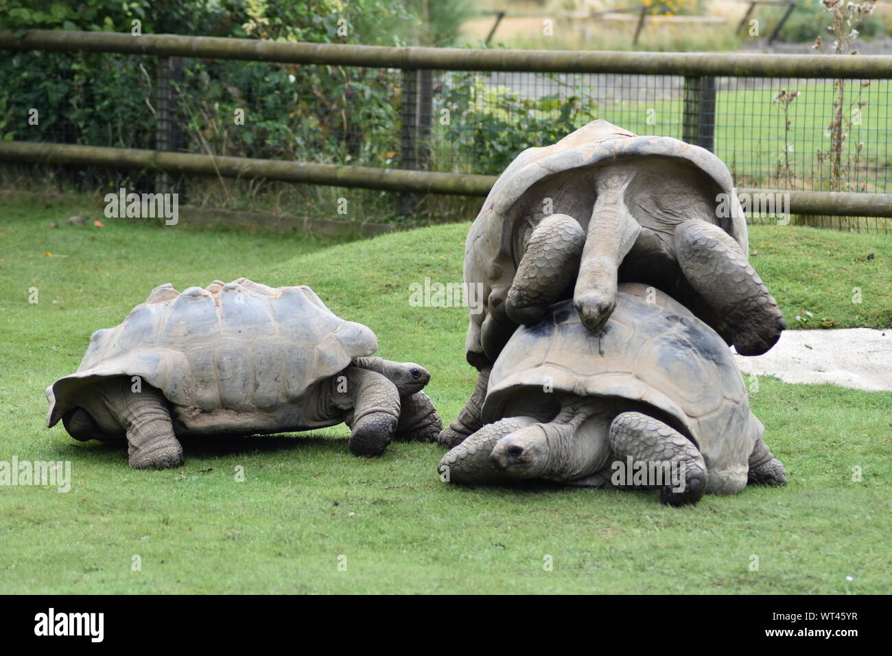 Aldabra Giant Tortoises mating Stock Photo - Alamy