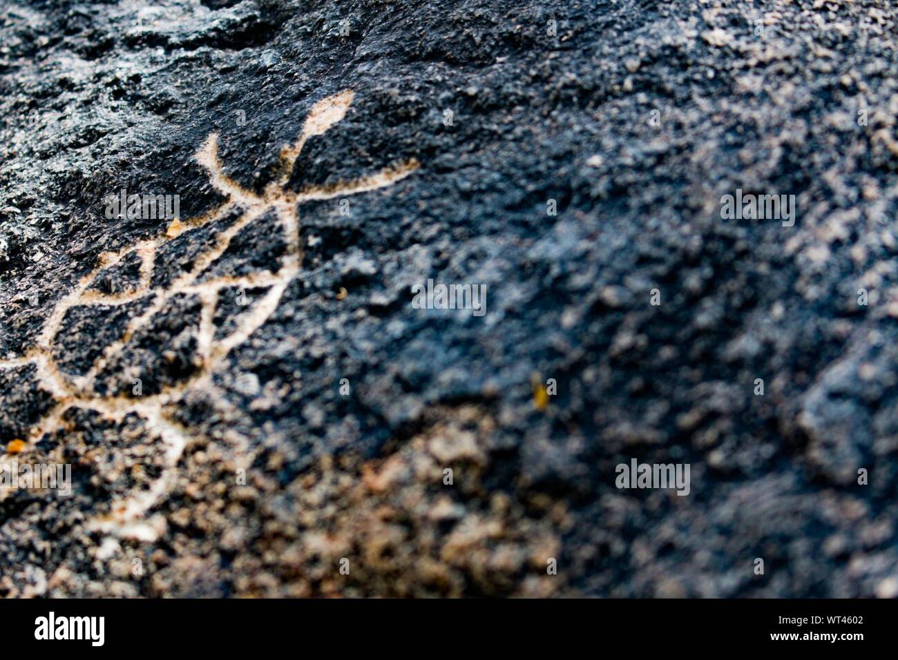 Petrograph High Resolution Stock Photography and Images - Alamy