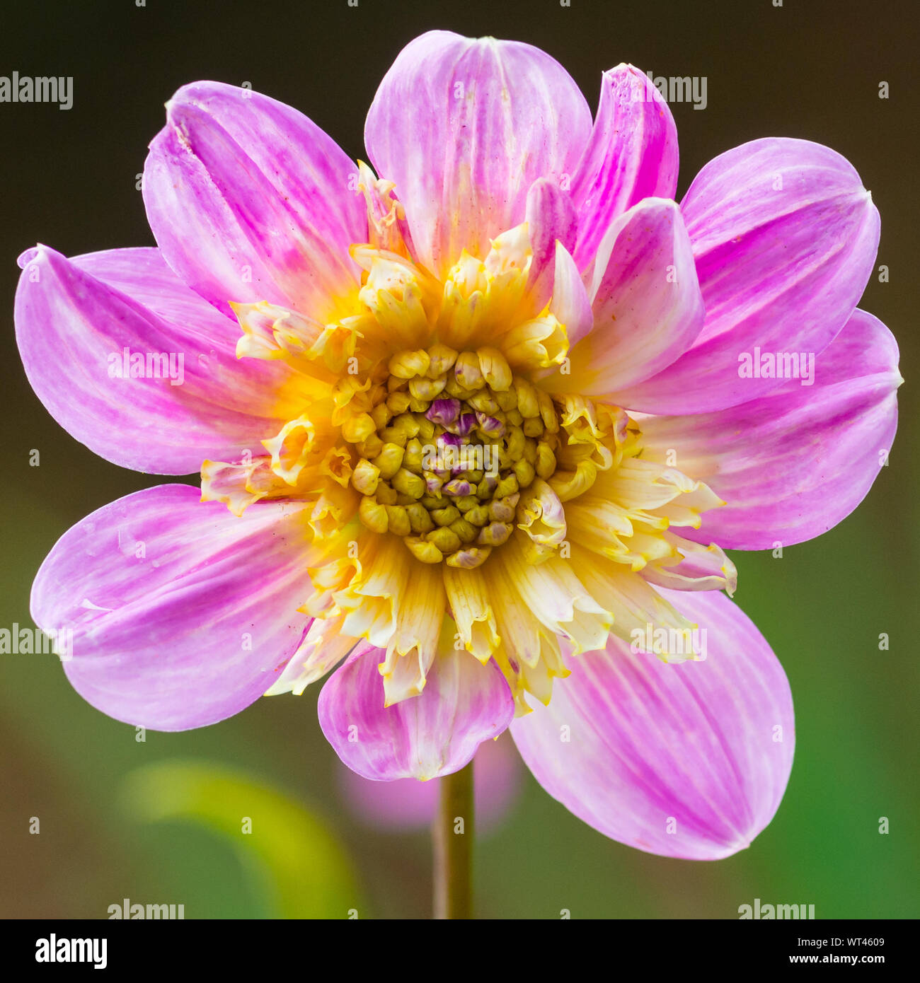 Dahlia Take Off High Resolution Stock Photography and Images - Alamy