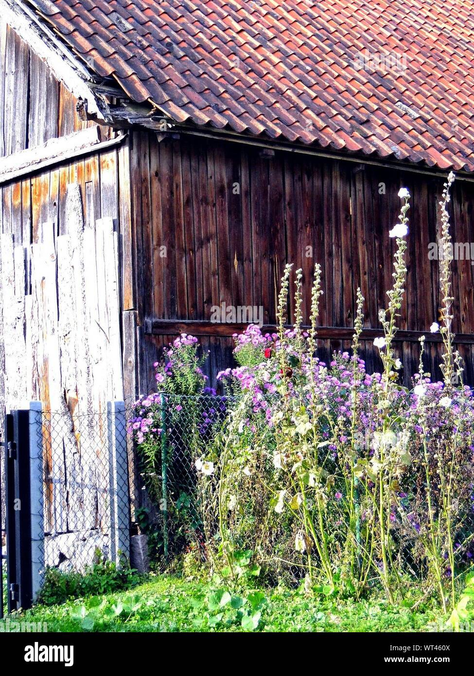 Growing shed hi-res stock photography and images - Alamy