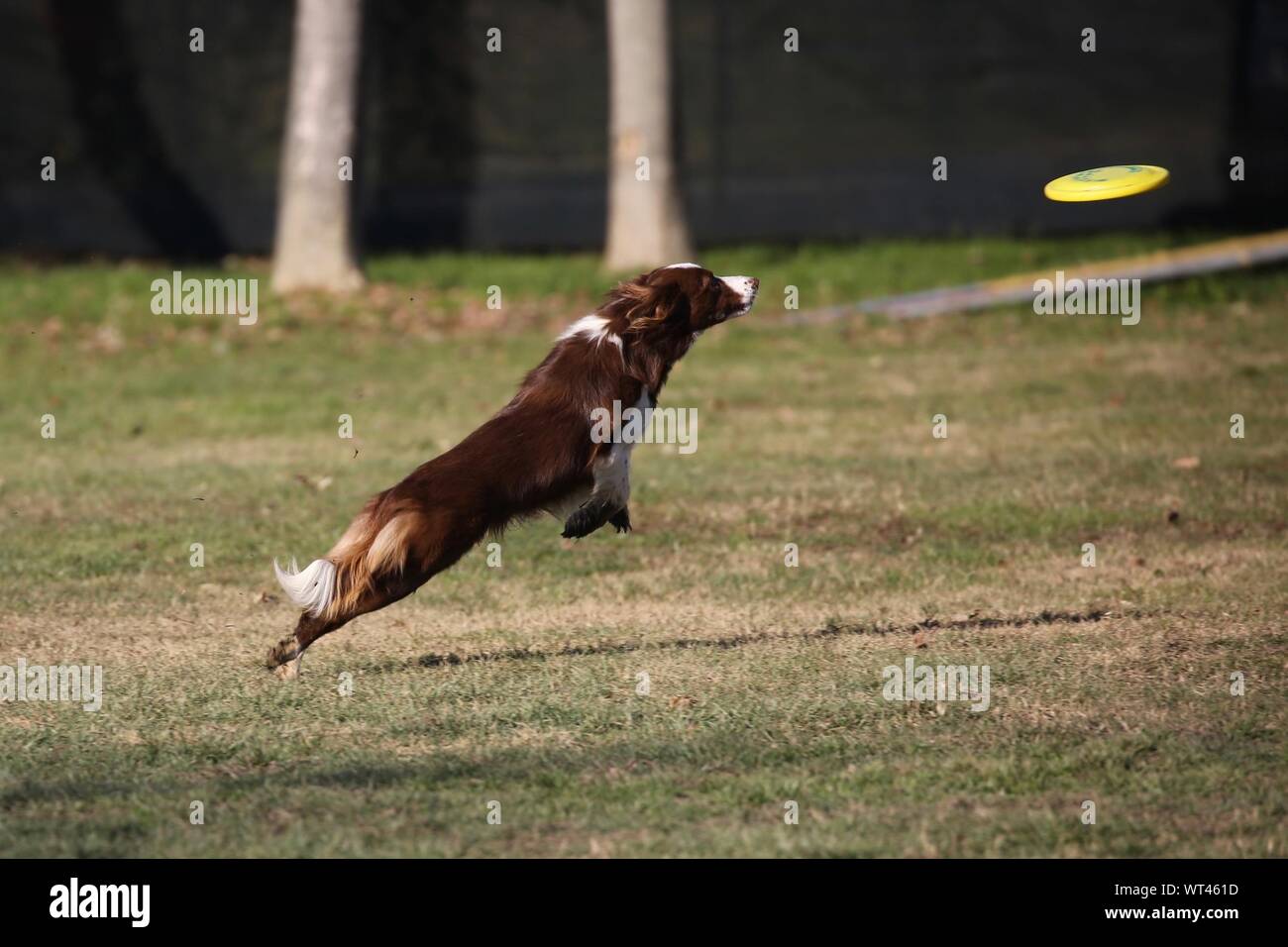 Jumping dog hi-res stock photography and images - Alamy
