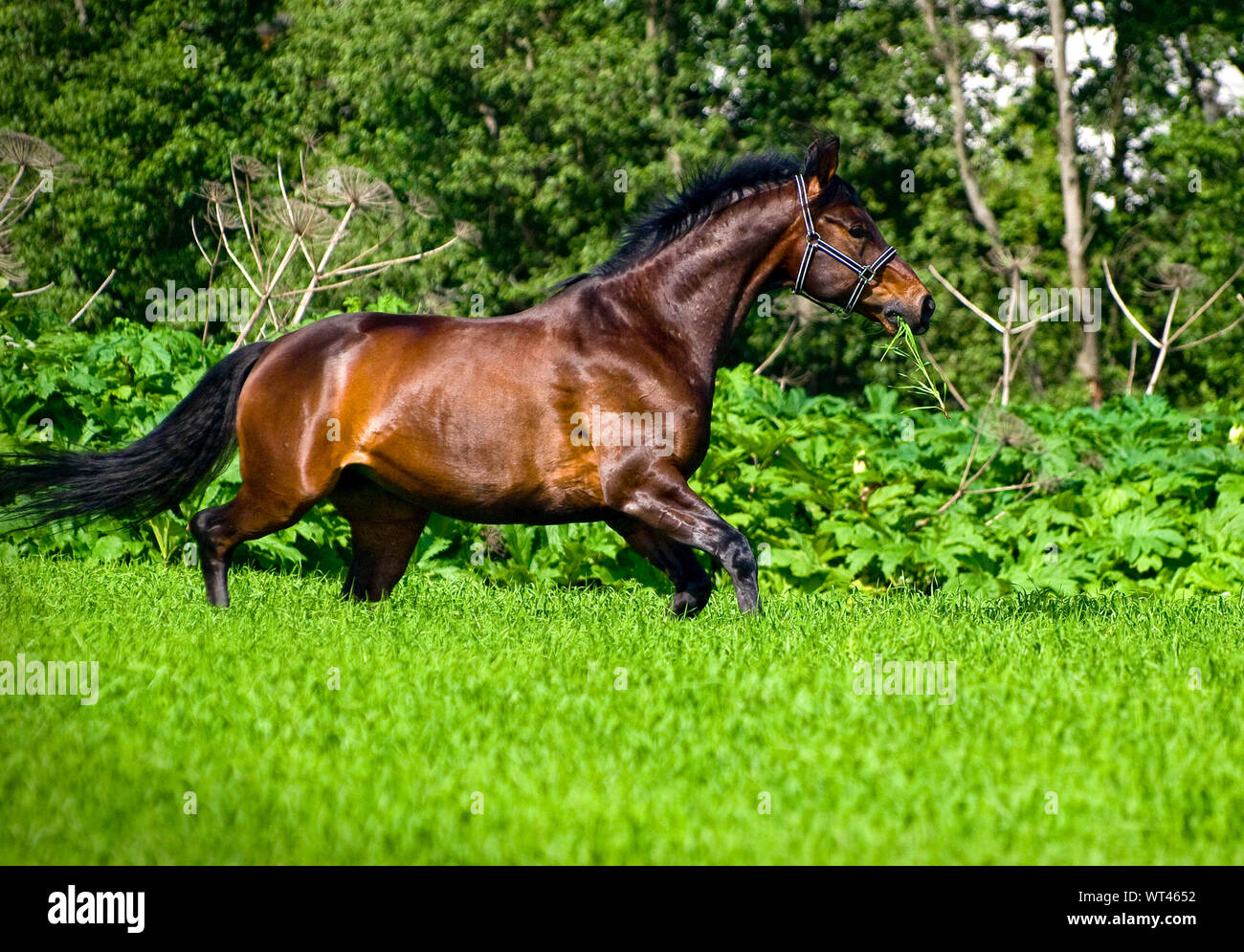 Horse running into forest hi-res stock photography and images - Alamy