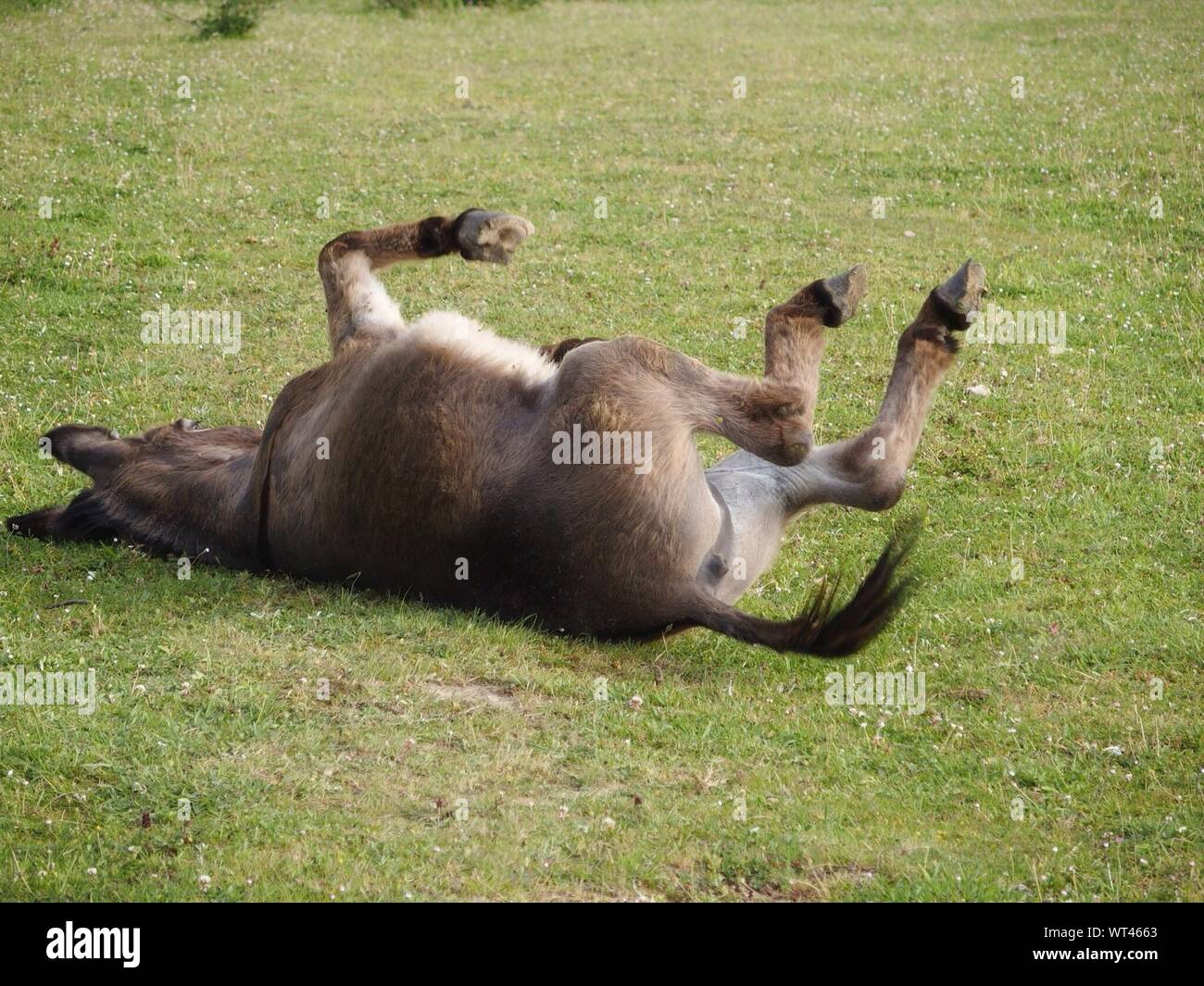 Donkey Lying Down High Resolution Stock Photography and Images - Alamy