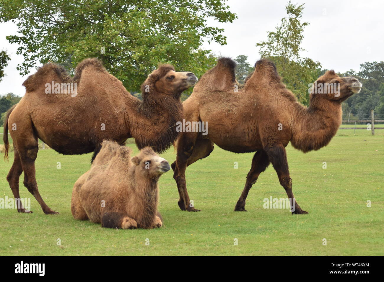 Trio of camels hi-res stock photography and images - Alamy