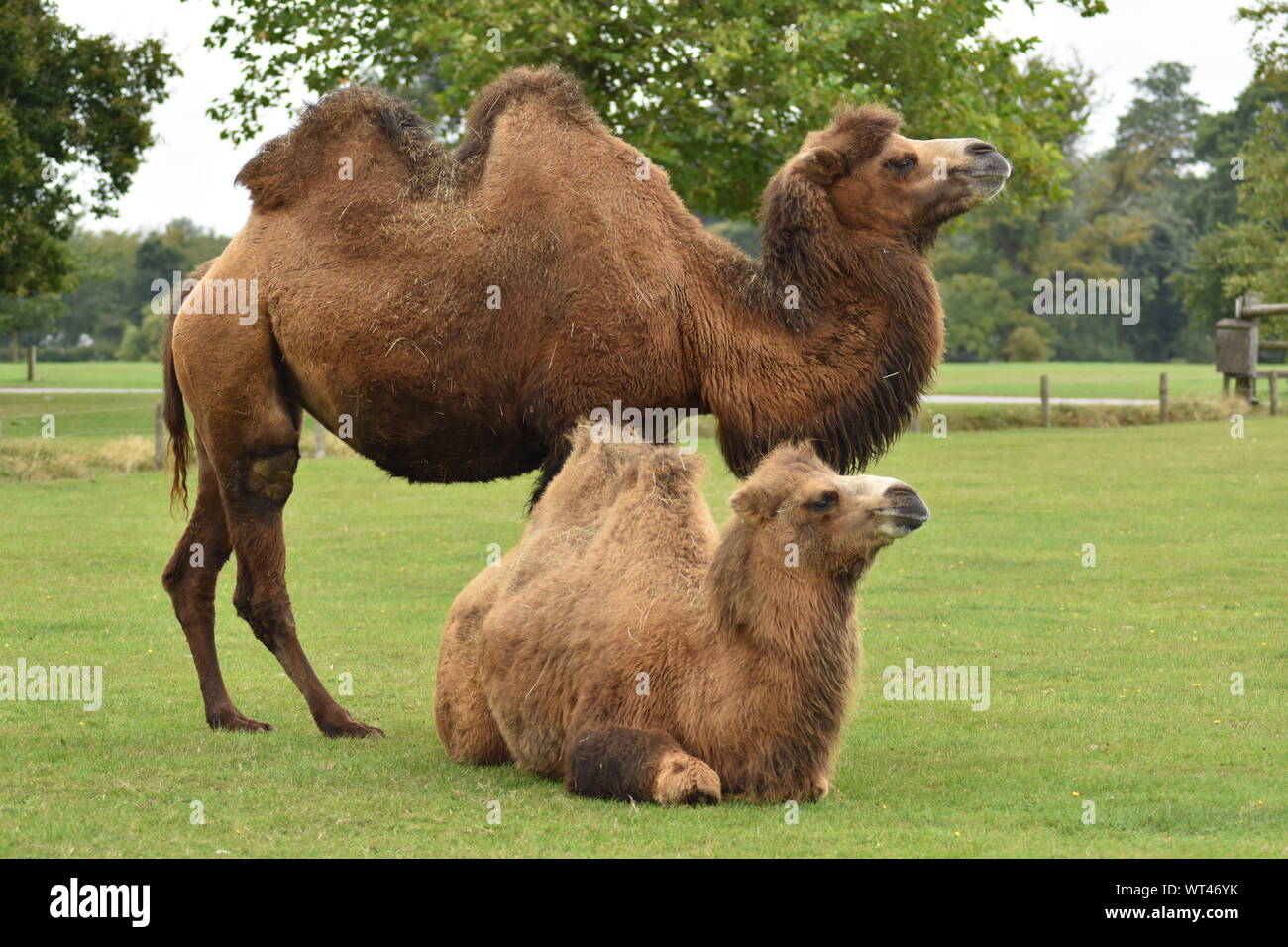 Bactrian camel duo hi-res stock photography and images - Alamy