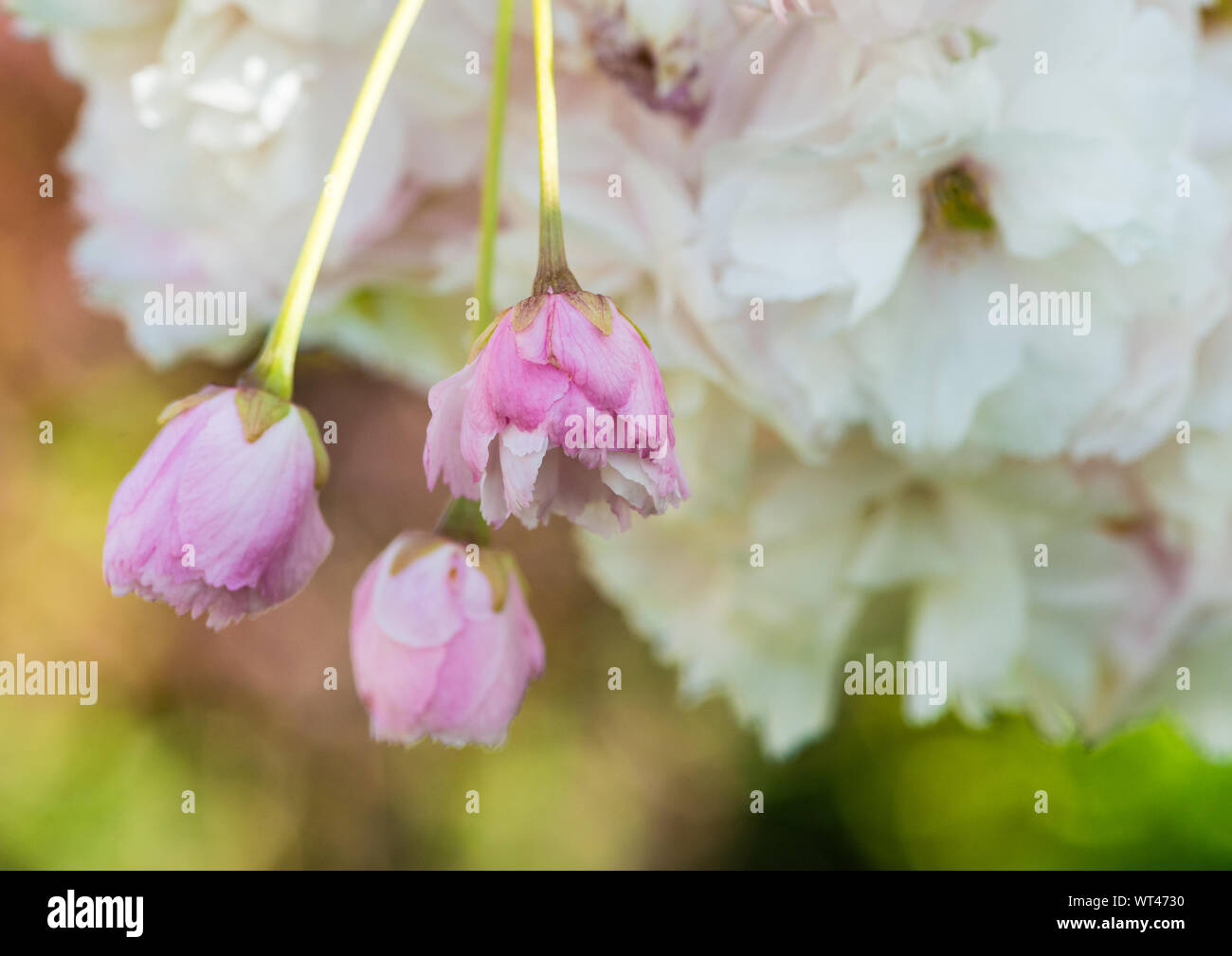 Macro cherry blossom tree hi-res stock photography and images - Alamy