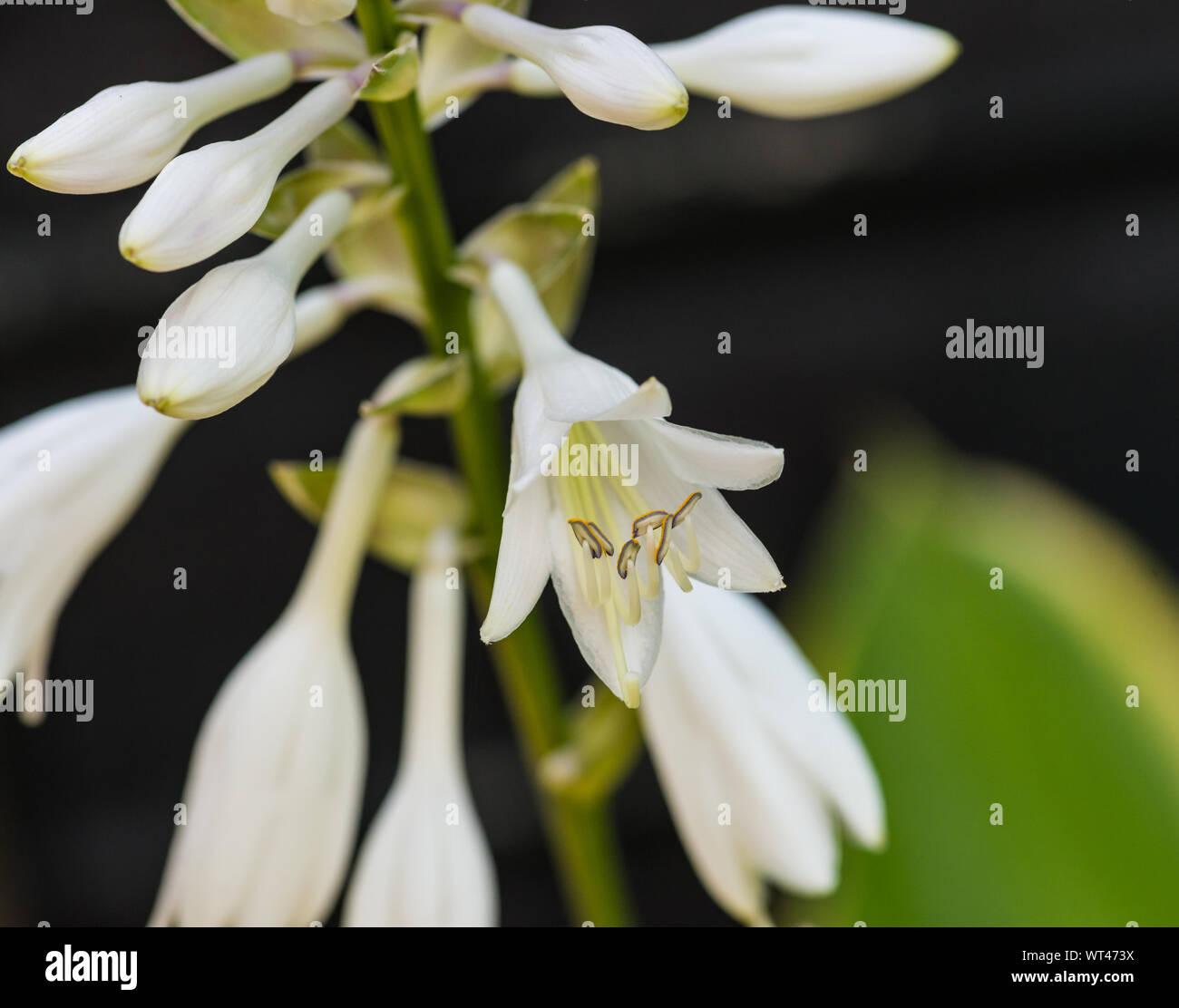 A macro shot of a hosta bloom Stock Photo - Alamy