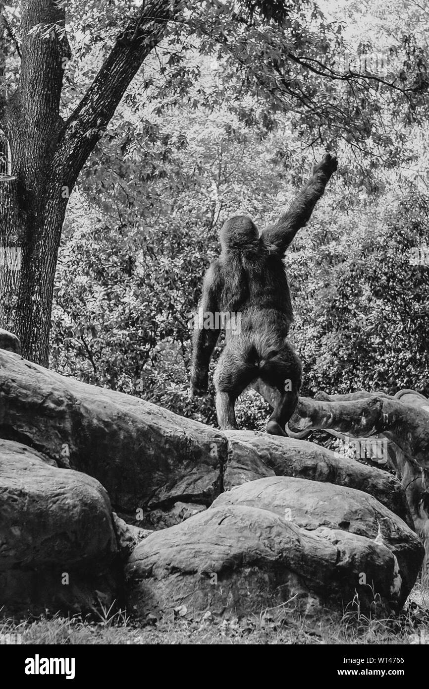 Gorilla rear view hi-res stock photography and images - Alamy