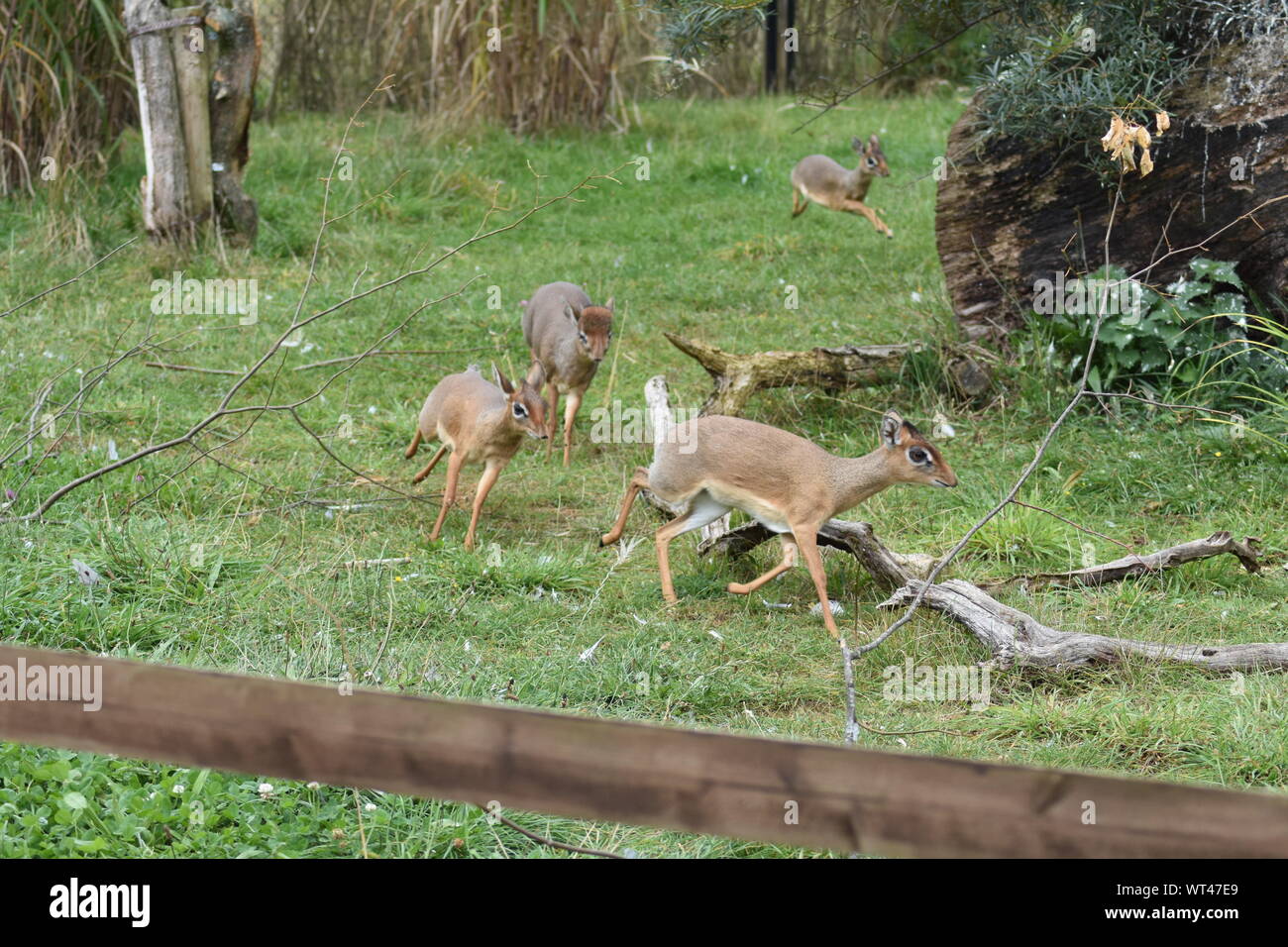 Dik dik running hi-res stock photography and images - Alamy