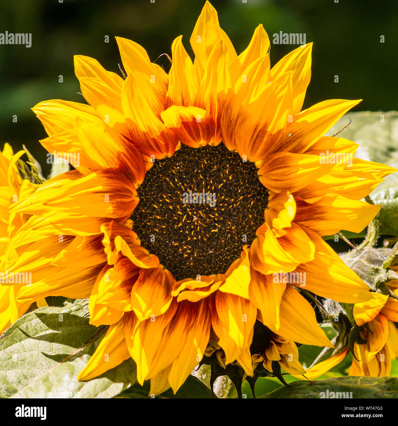 Solar flash sunflower hi-res stock photography and images - Alamy