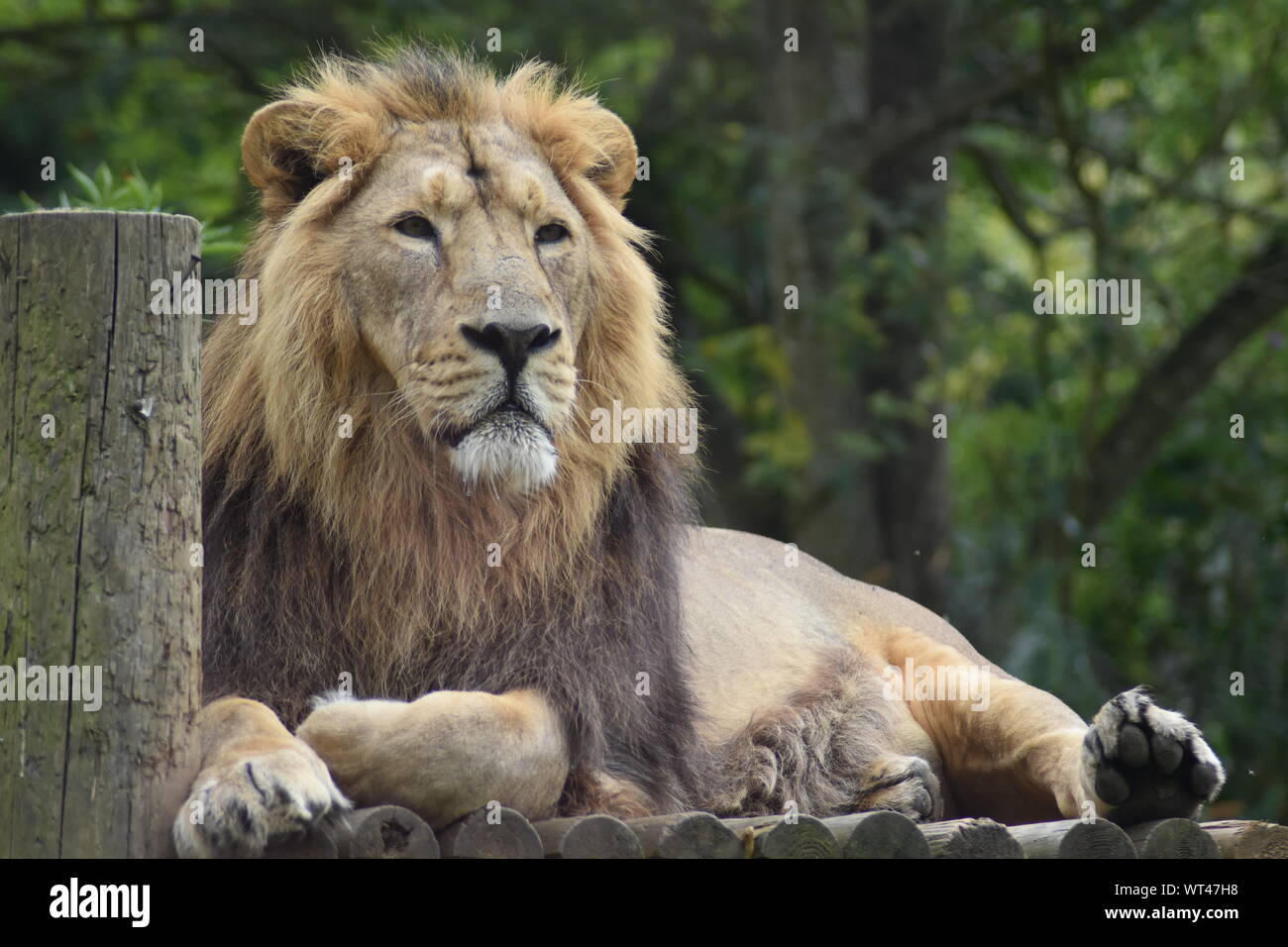 Lion looking forward hi-res stock photography and images - Alamy