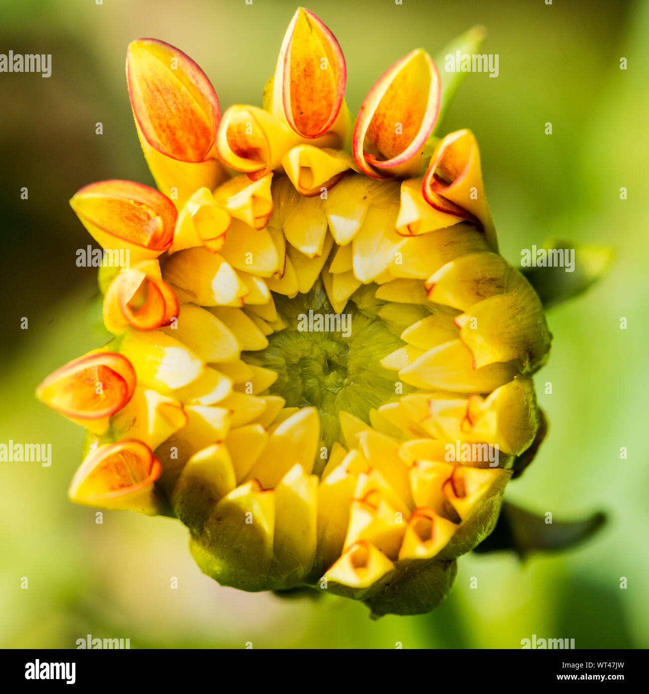 Ontario flower hi-res stock photography and images - Alamy