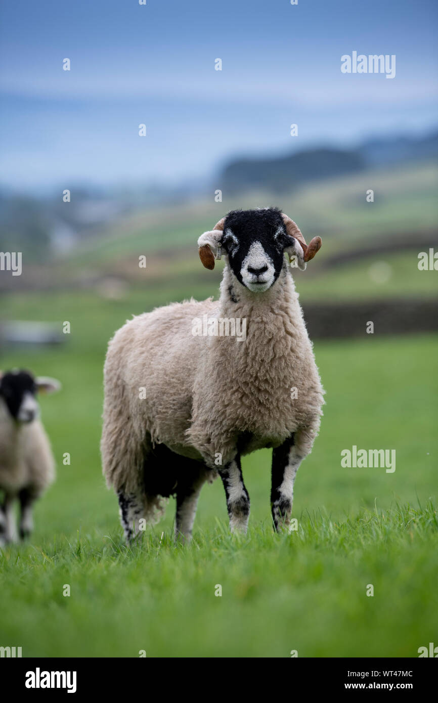 Swaledale ram lamb posing in meadow. North Yorkshire, UK Stock Photo ...