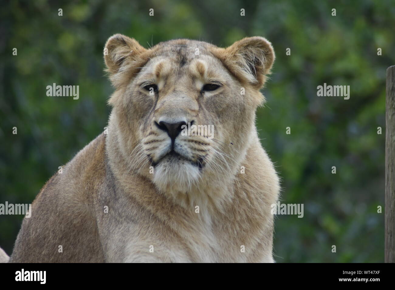 Lioness facing forward hi-res stock photography and images - Alamy