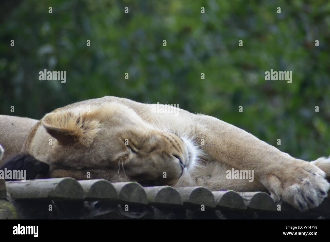 sleeping lioness on wooden platform Stock Photo - Alamy