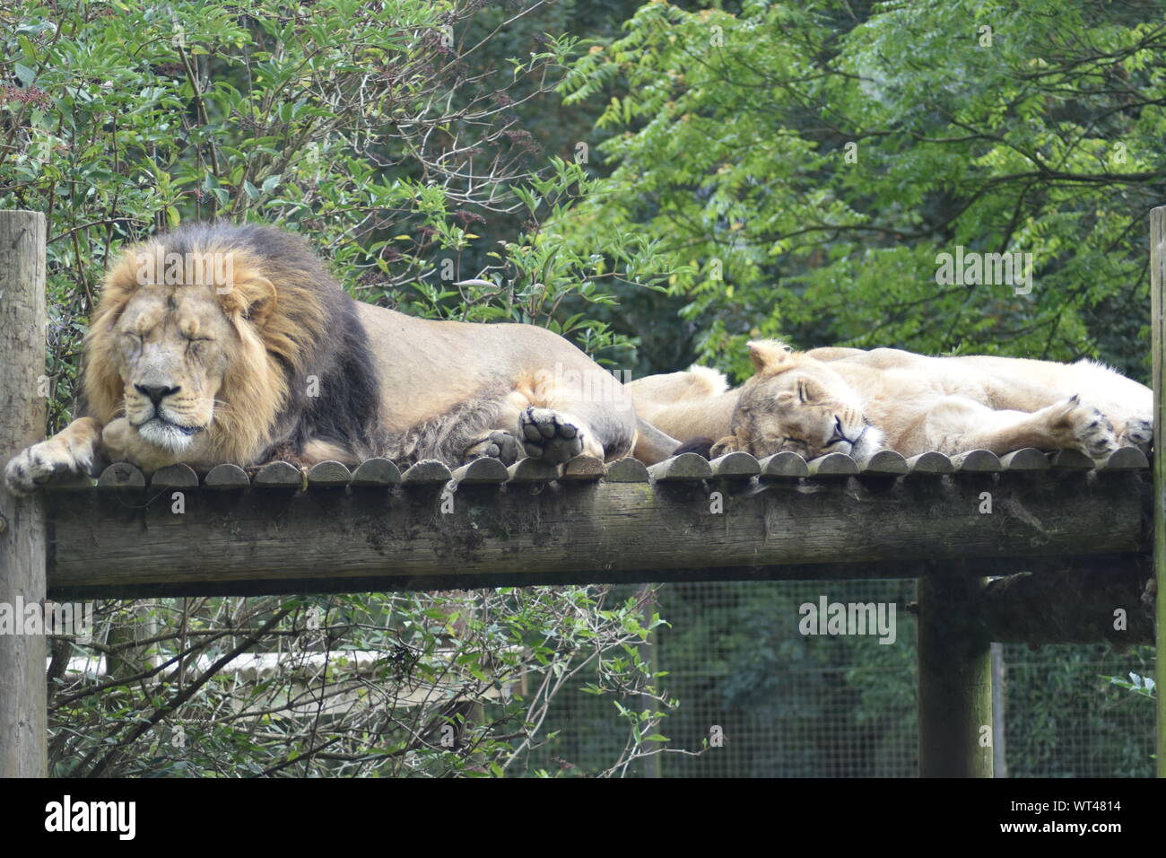 African lion and lioness sleeping on a wooden platform Stock Photo - Alamy