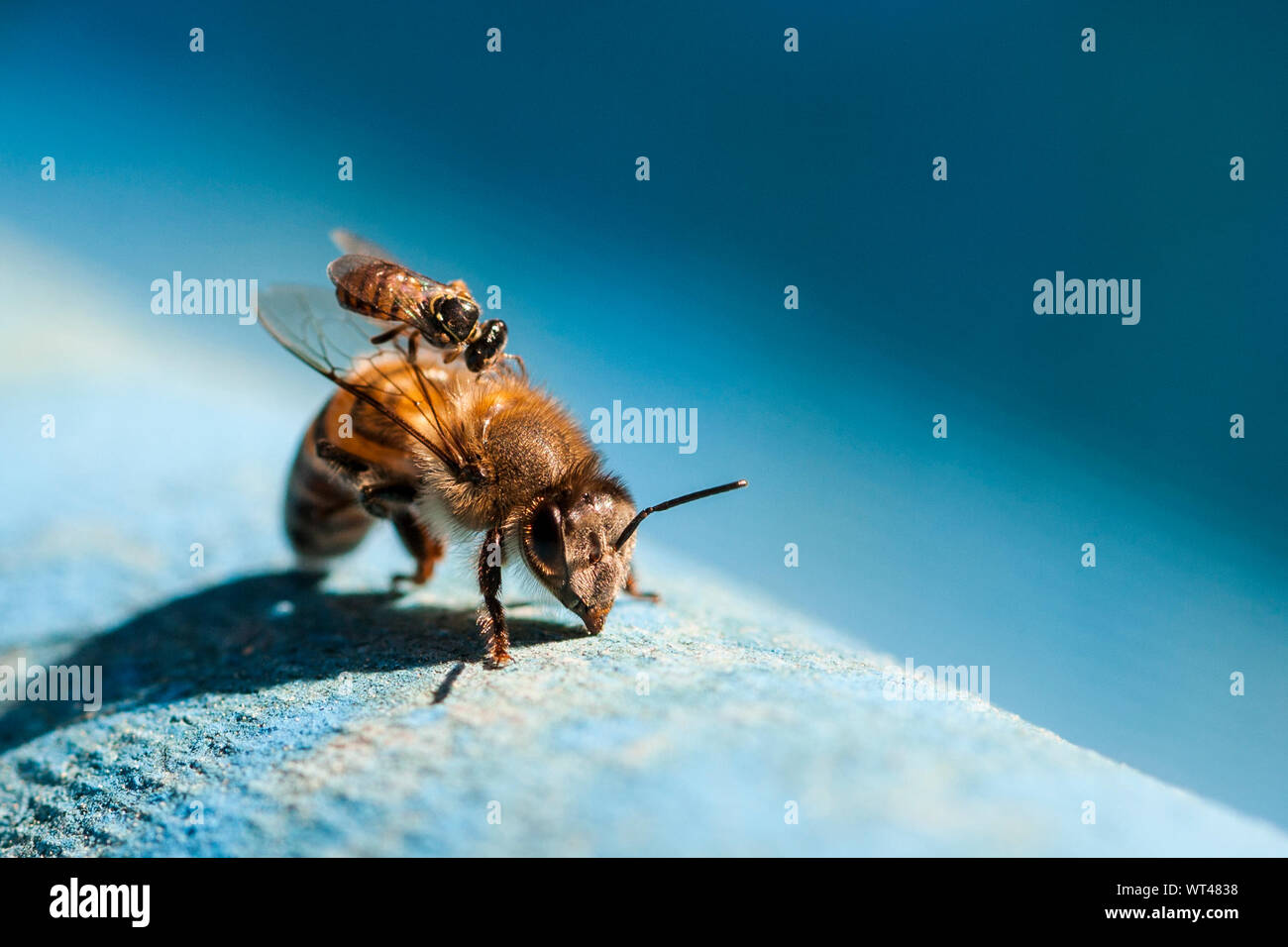 Surface insects hi-res stock photography and images - Alamy