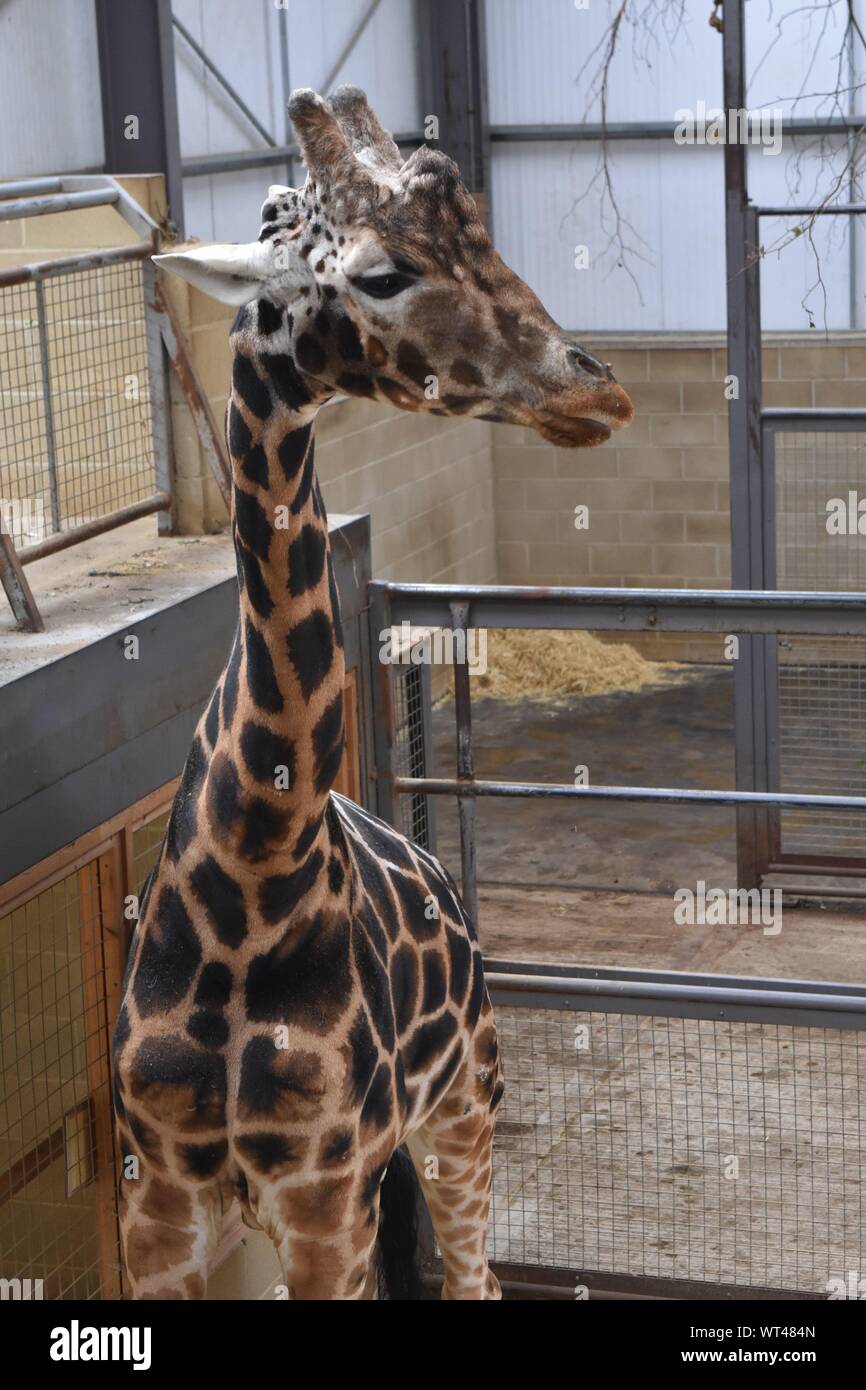 Giraffe eating indoors at a zoo Stock Photo - Alamy