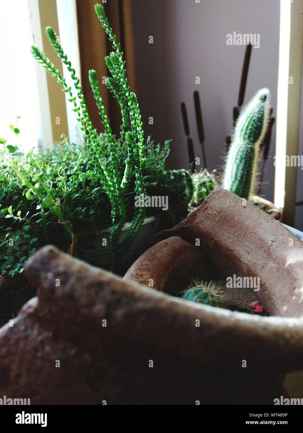 Broken Pot With Plant High Resolution Stock Photography and Images - Alamy