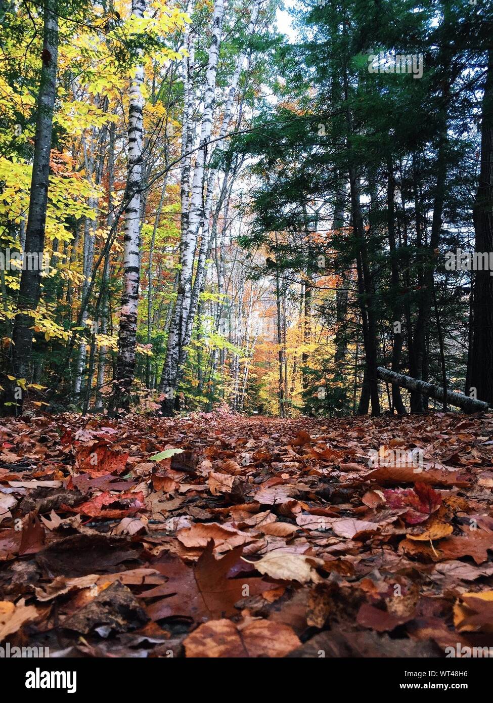 Fallen leaves on forest floor hi-res stock photography and images - Alamy