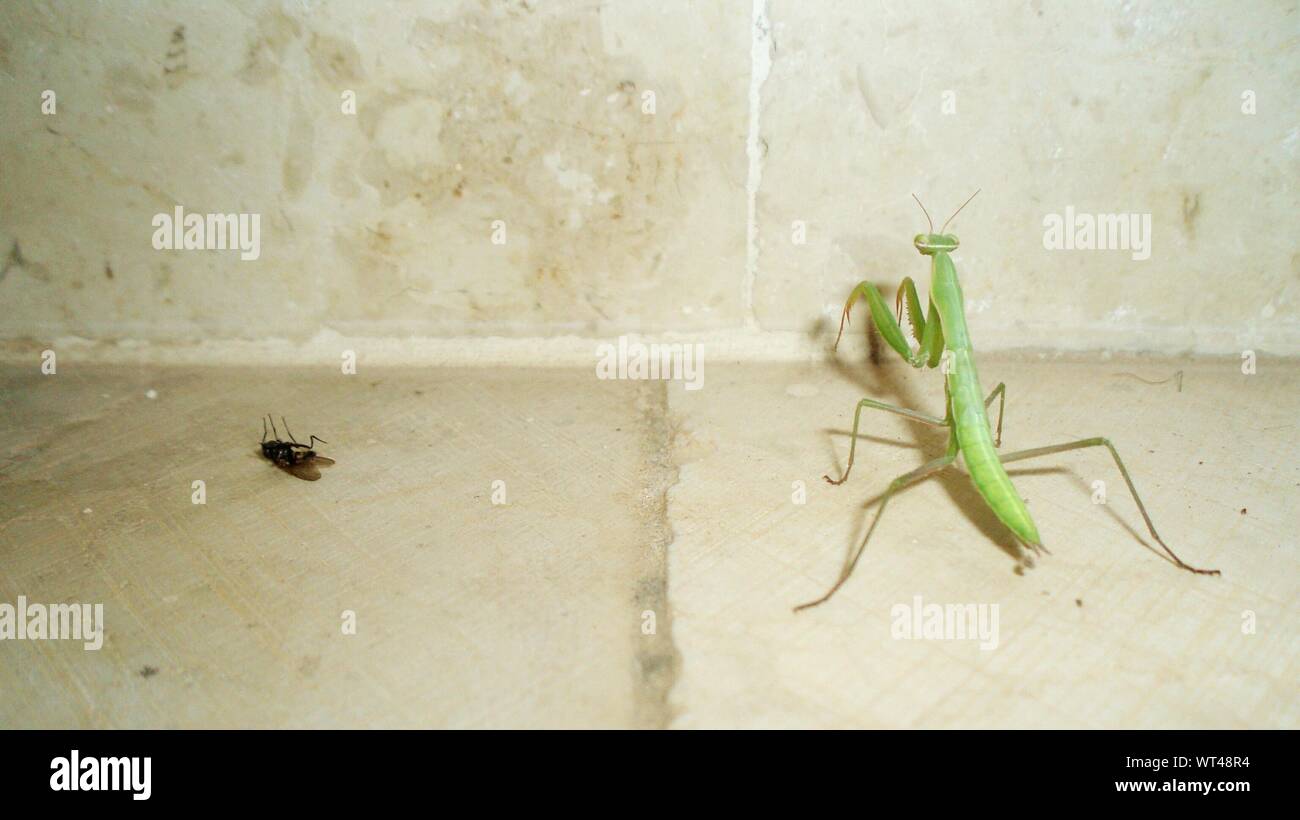 Dead mantis hi-res stock photography and images - Alamy