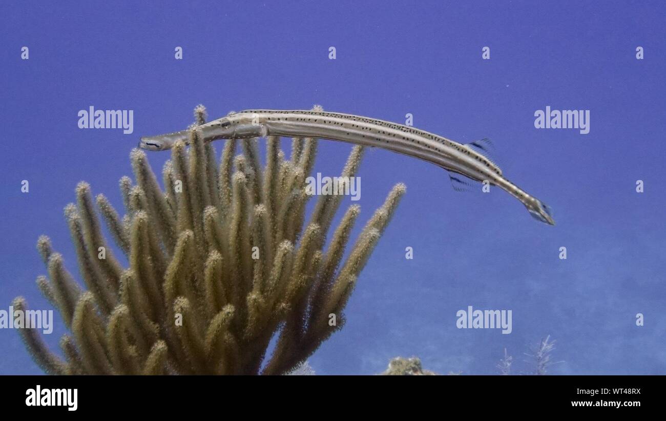 Trumpetfish High Resolution Stock Photography and Images - Alamy